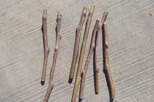 Привой отдам бесплатно