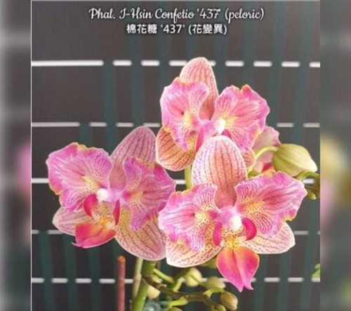 Орхидея бабочка В19 Phal. I-Hsin Confetio ‘437’ pe
