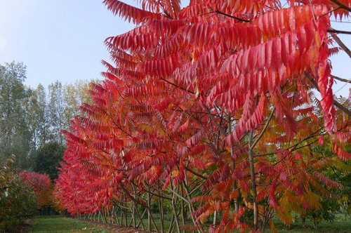 Семена сумах, уксусное дерево, Rhus typhina, сумак