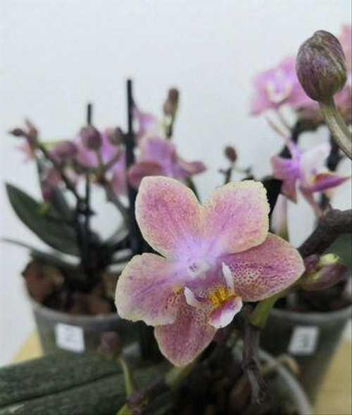 Парфюмерная фабрика Odorion орхидея