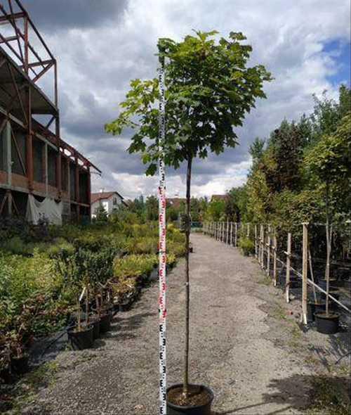 Саженцы лиственных деревьев и кустарников