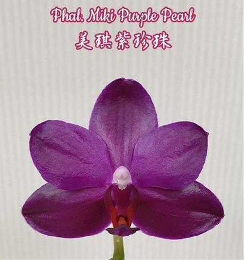 Орхидея Phal. Miki Purple Pearl B24 2.5"