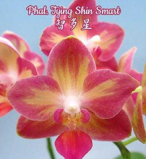 Орхидея Фаленопсис Tying Shin Smart