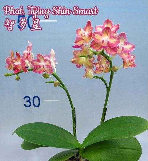 Орхидея взрослая Phal. Tying Shin Smart B45 2.5"