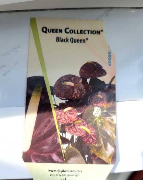 Антуриум Black Queen