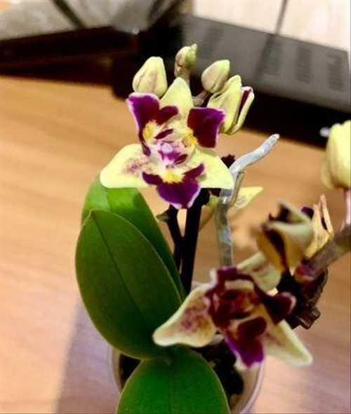 Орхидея фаленопсис Сого Готрикс