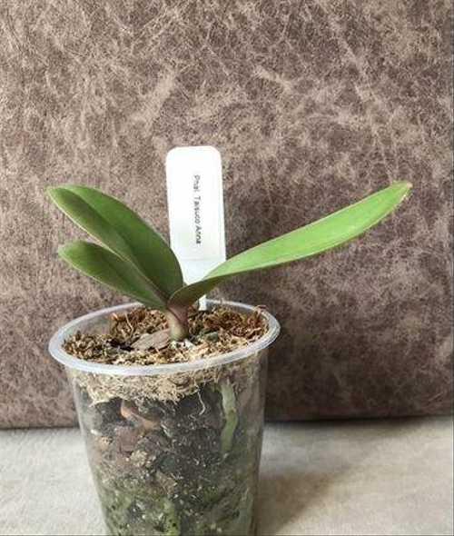 Орхидея фаленопсис Taisuco Anna