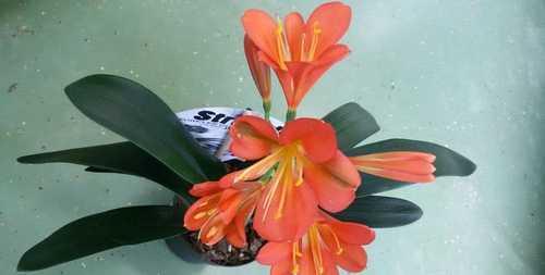 Кливия мини