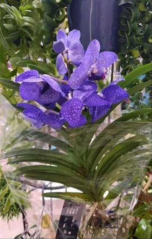 Ванда орхидея живущая без грунта