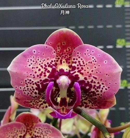 Орхидея Phal. OX Luna Rosa