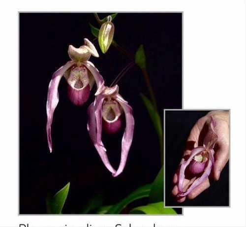 Фрагмипедиум / Phragmipedium Schroderae / орхидеи