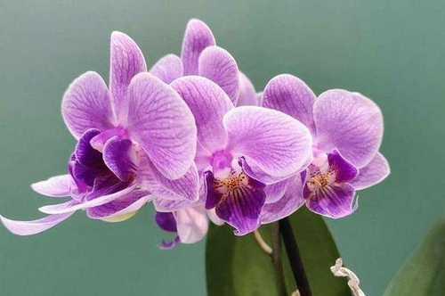 Phalaenopsis гибрид мультифлора