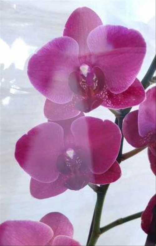 Орхидея фаленопсис ало- боровая 94845