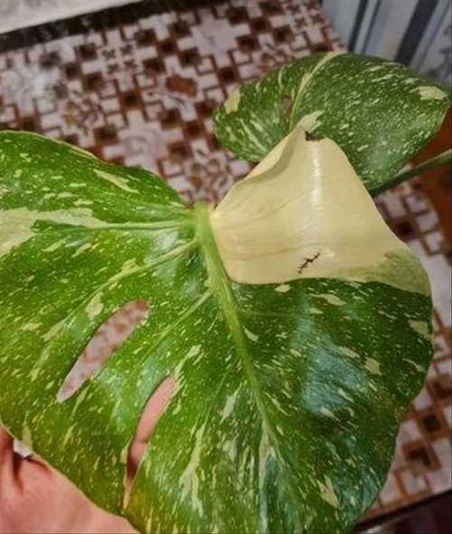 Монстера тайское созвездие Monstera Thai Constel