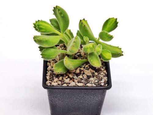 Котиледон (Cotyledon tomentosa ssp. ladismithiensi