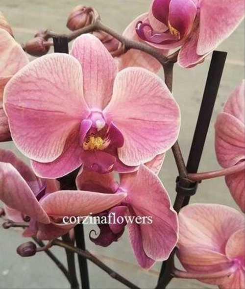 Фаленопсис Азиан Корал орхидея