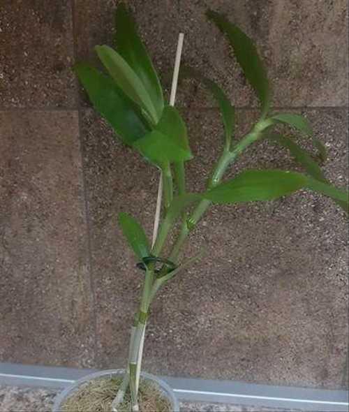 Орхидея Дендробиум Нобиле Акатзуки
