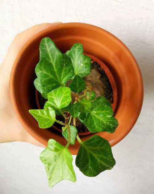 Плющ. Хедера. Hedera helix Wonder
