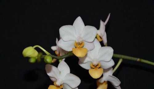 Орхидея Льюис Трипринц