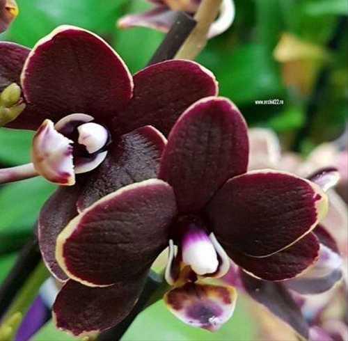 Орхидея арома,Парфюмерная фабрика
