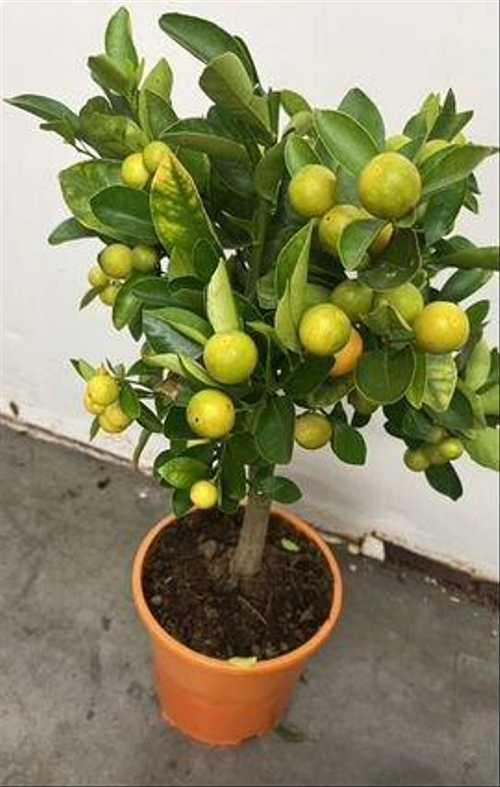 Мандариновое дерево с сочными плодами /Мандарин