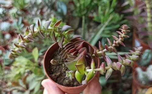 Крассула (Crassula Capitella var. Corymbulosa)