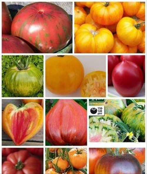 Набор рассада томатов 23 сорта