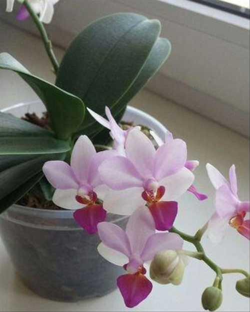 Орхидея Льюис Берри арома