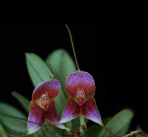 Орхидея Masdevallia papilosa