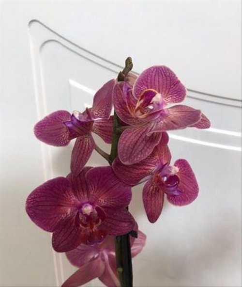 Орхидея фаленопсис бабочка сортовая мини биг лип