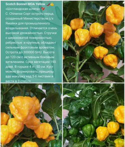 Острый перец многолетний, урожайный Scotch Bonnet