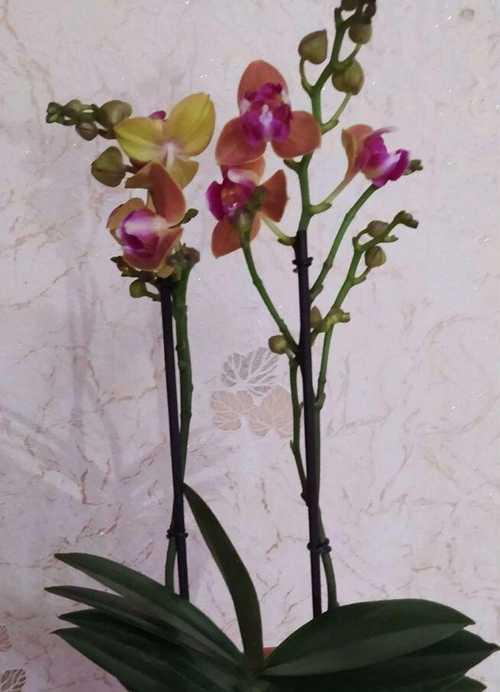 Орхидея фаленопсис пелор мультифлора