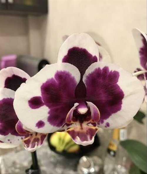 Орхидея Фаленопсис азиатская