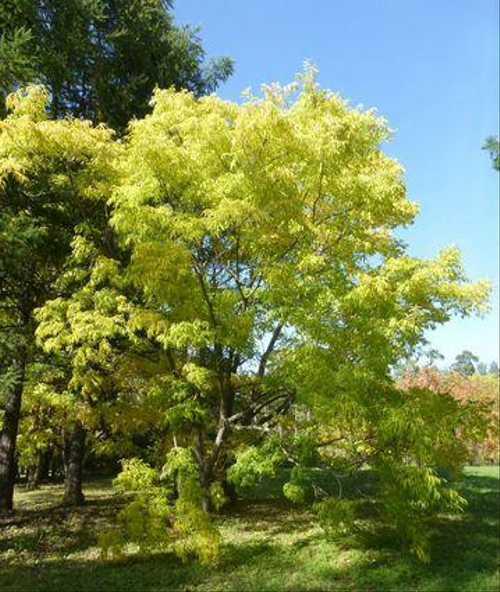 Бархат Амурский - настоящая экзотика в Сибири