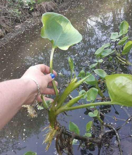 Белокрыльник обыкновенный