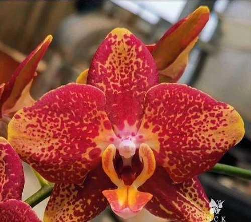 Орхидея фаленопсис Asian Dragon