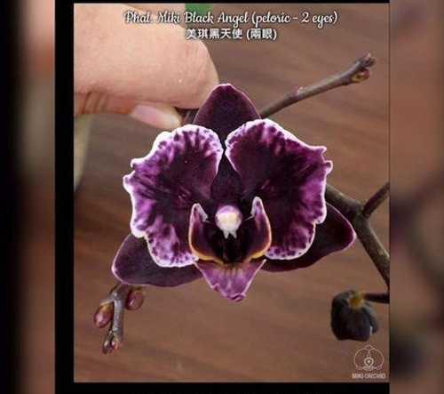 Орхидея бабочка Phal. Miki Black Angel (peloric-2e