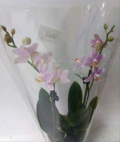 Орхидея фаленопсис Замбия