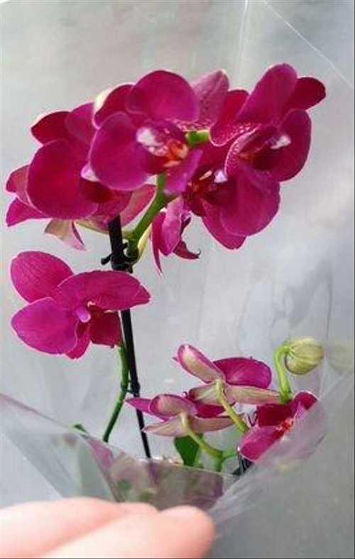Орхидея фаленопсис алая красная бордовая 960260