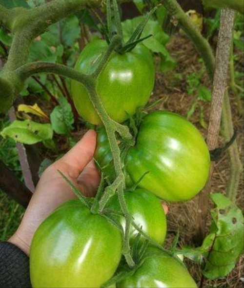 Рассада крупноплодных томатов. Бычье сердце