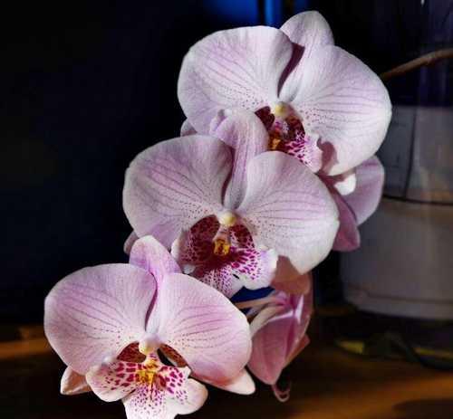 Орхидея Фаленопсис Phalaenopsis YH Princess