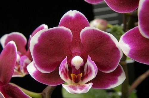 Орхидея younghome coco