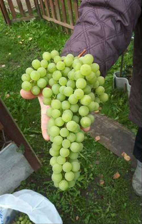 Виноград сорт Супага,черенки