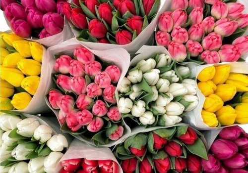 Тюльпаны на 8 марта опт от 100шт