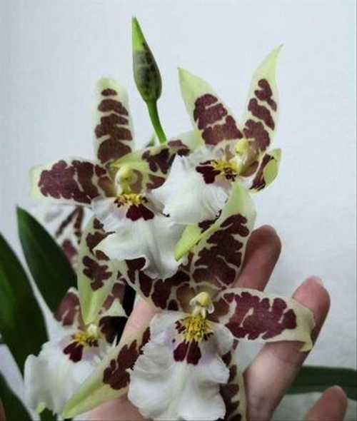 Орхидея камбрия ароматная