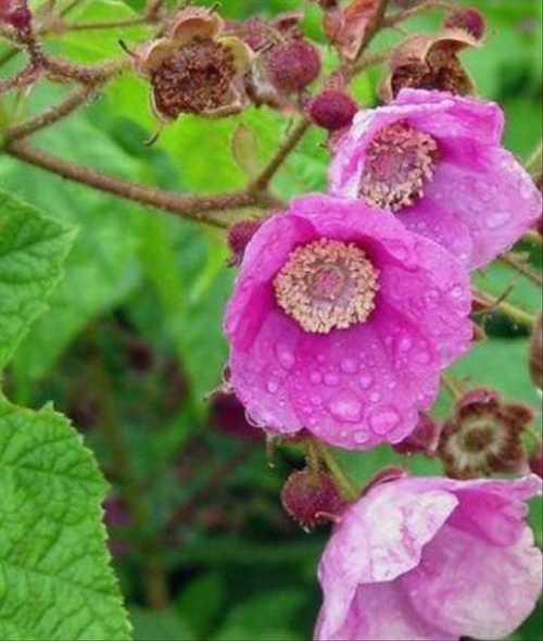 Клён малина(душистая)