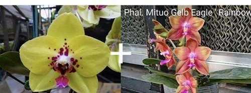 Орхидея Phal. Diamond beauty 1202 x Phal. Mituo Ge