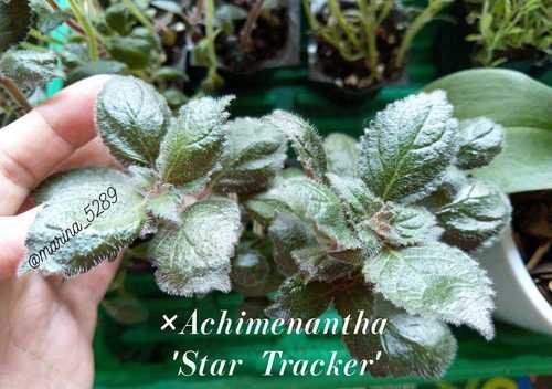 Achimenantha 'Star Tracker'