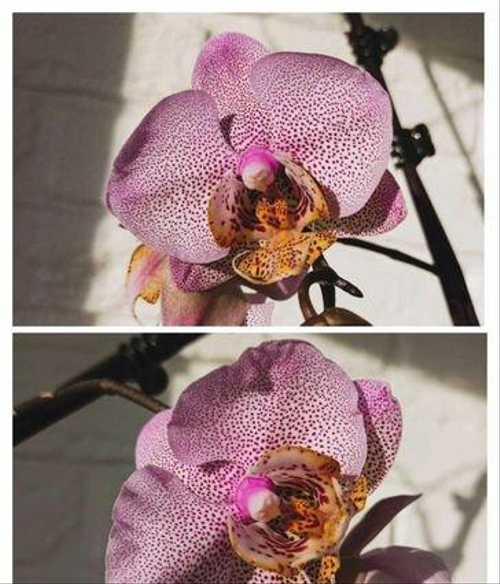 Манхеттен орхидея