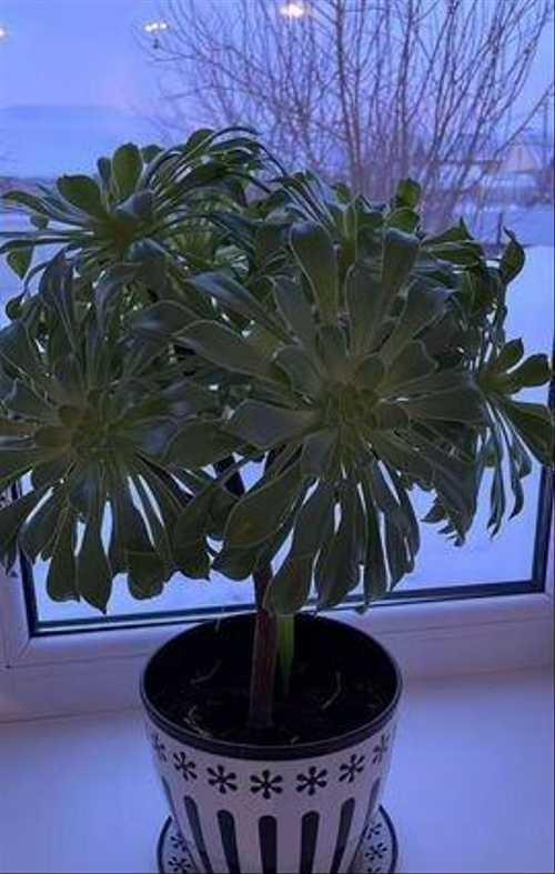 Комнатное растение эониум